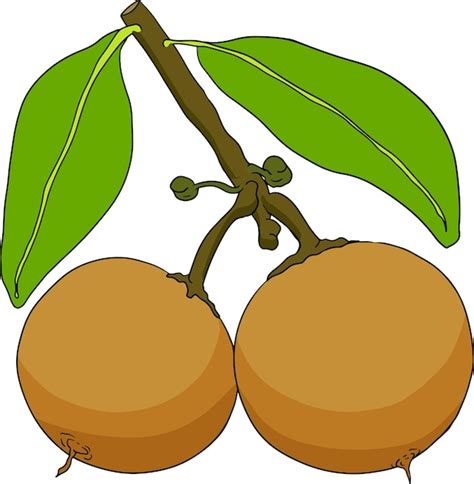 Premium Vector Chiku Elements Sapodilla Naseberry Pouteria Colored Fruits Vector Botanical