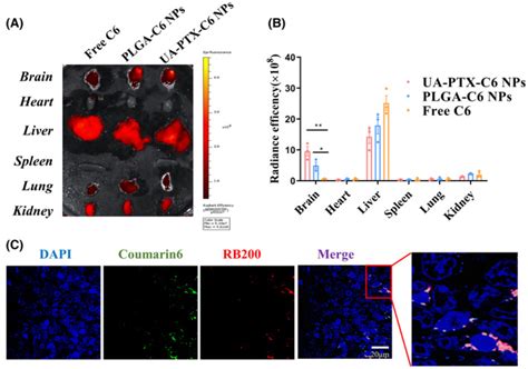 Self‐assembled Nanoparticles Of Natural Bioactive Molecules Enhance The Delivery And Efficacy Of