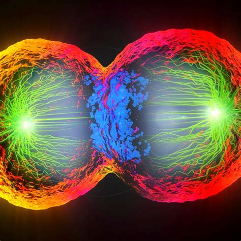 Scientists Discovered The Secret To Perfect Cell Division