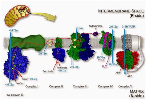 World Of Biochemistry Blog About Biochemistry Cellular Respiration