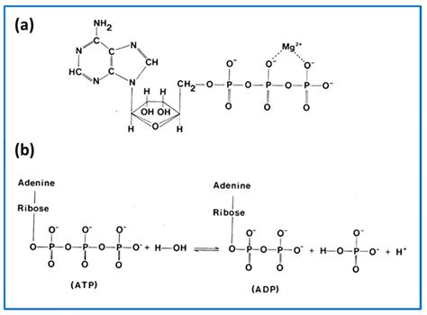 42 Draw And Label Atp Molecule