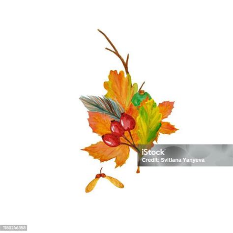 수채화 단풍 씨앗 양귀비 베리와 구성 엽서 의류 디자인 인쇄 제품 책 포스터 및 기타 디자인에 적합합니다 10월에 대한 스톡 벡터 아트 및 기타 이미지 Istock