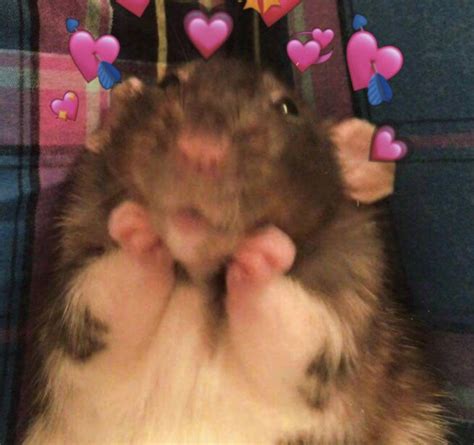 Hamster Meme Wallpapers Wallpapers Com