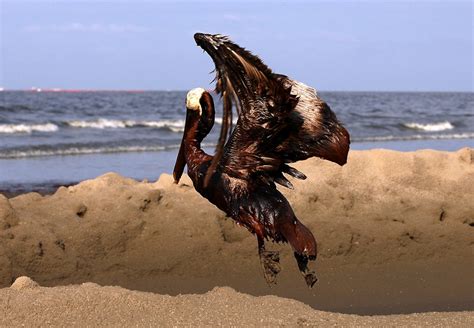 Gulf Oil Spill Pictures Birds Fish Crabs Coated National Geographic