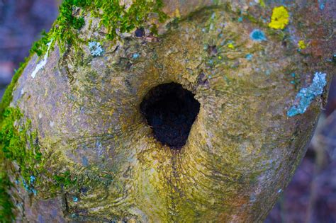 Knothole Tree Bark Free Photo On Pixabay Pixabay