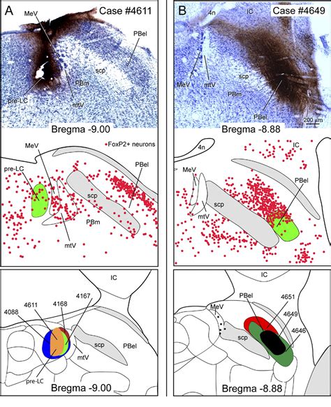 Figure 4 From Serotonergic Inputs To Foxp2 Neurons Of The Pre Locus