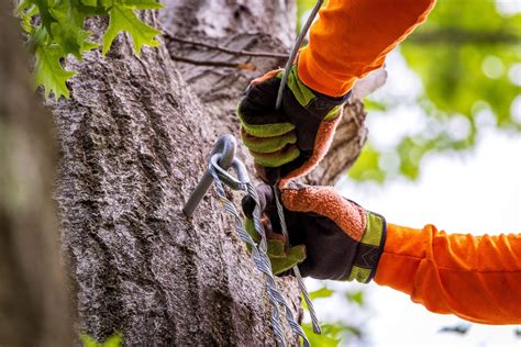 Specialized Tree Cabling And Bracing Services In Oregon City OR The