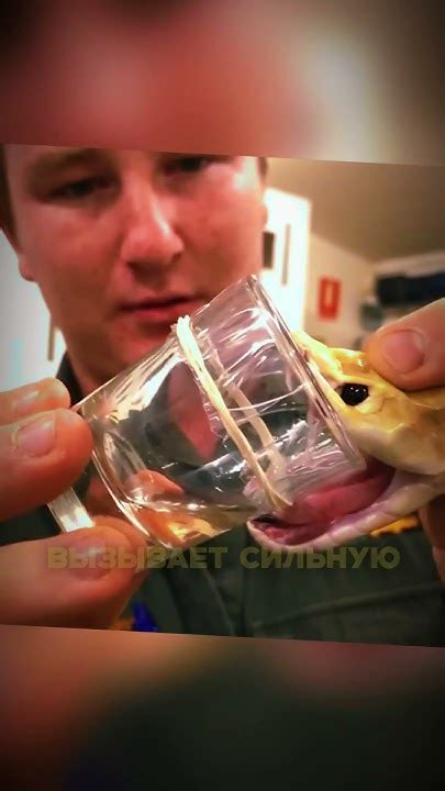 Самая ядовитая змея 😱😩😥 Youtube