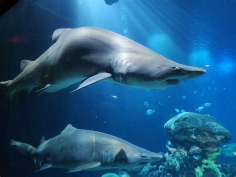 Tennessee Aquarium Chattanooga Tn Information Tickets And Reviews