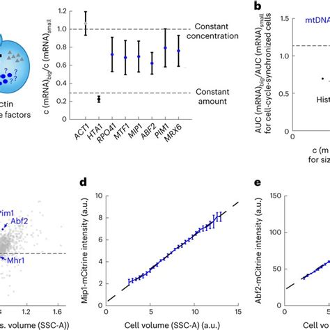 Mitochondrial Network Volume And Mtdna Copy Number Are Coupled To Cell Download Scientific