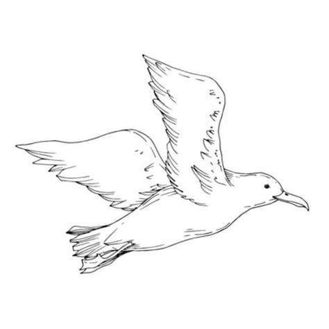 27 Desenhos Lindos De Gaivota Para Imprimir E Colorirpintar