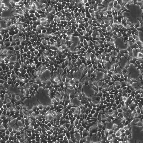 Cytion Cells For Innovation