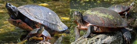 13 Types Of Turtles Found In Pennsylvania Id Guide Bird Watching Hq