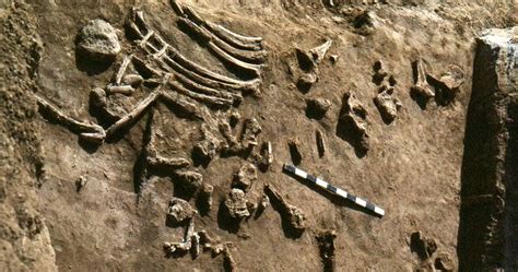 Fossil Record Disappears At Different Rates Geology In