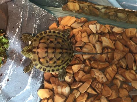 Please Help Me Identify This Turtle Species Plus Sex Thanks R Turtles
