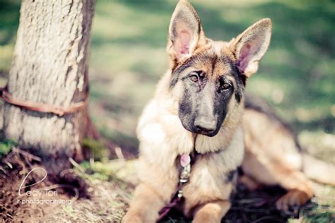 Tilly Rose By Lady Tori On Deviantart