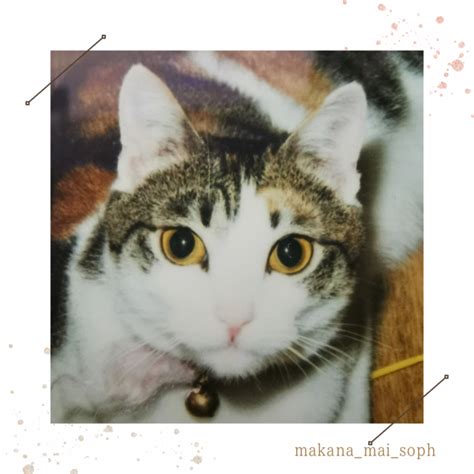 【受注制作】uchinoko線画刺繍クッション S Iichi 日々の暮らしを心地よくするハンドメイドやアンティークのマーケットプレイス