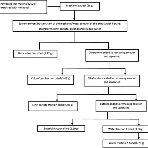 Procedure For Solventsolvent Fractionation Of Methanol Leaf Extract Of Download Scientific