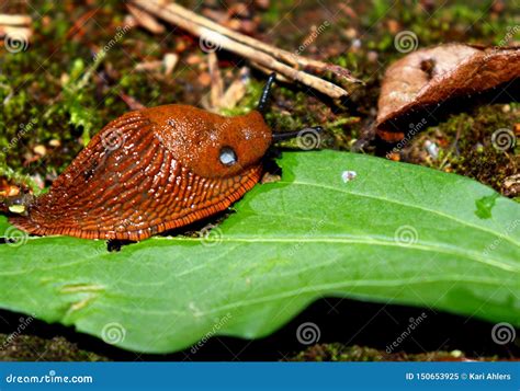 Giant Slimy Slug Eating A Leaf Stock Image Image Of Slow Garden