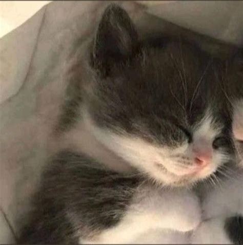 парные авы с котиками💗 Котята Милые котики Котенок