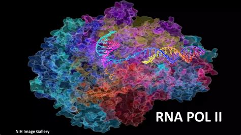 Rna Pol Ii Pptx