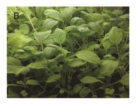 The Grown Status Of Spinach Note A Control Group Treated With Download Scientific Diagram