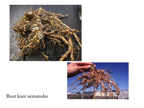 Solution Plant Disease Symptoms And Signs Studypool