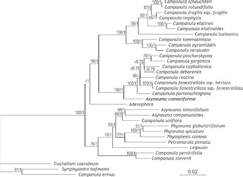 bayesian consensus phylogram obtained with mrbayes of the combined