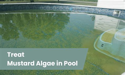 Mustard Algae In Pool A Comprehensive Guide To Prevention Treatment And Removal Jam Pool