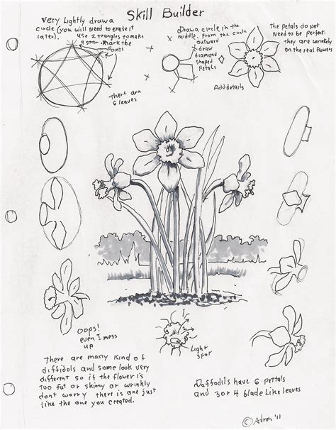 How To Draw Daffodils