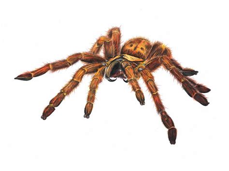 Pterinochilus Murinus Drawing By Yichen Gao Fine Art America