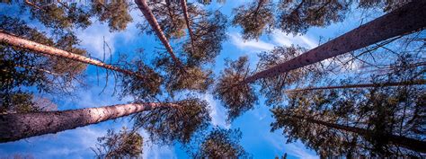 Momet Monimuotoiset Metsät Kaakkois Suomen Ammattikorkeakoulu