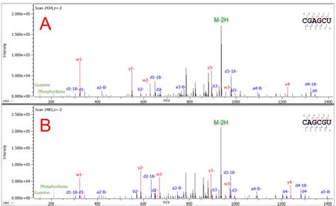 Digested Oligonucleotides Workflow Protein Metrics