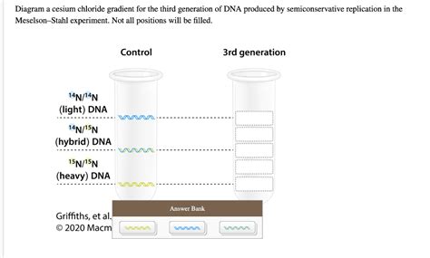 Solved Diagram Of Cesium Chloride Gradient For The Third Generation Of Dna Produced By