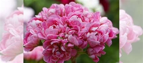 Пеларгония Anita купить в Ставрополе | Товары для дома и дачи | Авито