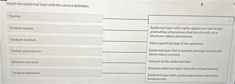 Solved Match The Epidermal Layer With The Correct