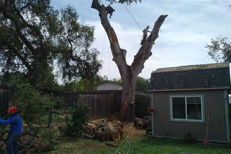 Tree Trimming Removal Landscape Redesign Services