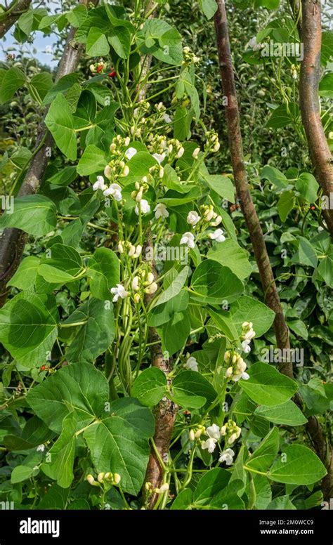 Close Up Of Climbing Runner Bean Beans Plants White Lady Growing Up A Frame Of Coppiced Poles