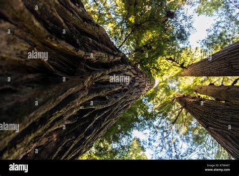 View From Below Of The Detail Of The Rough Bark Of One Of The Towering Trees Of Redwood National