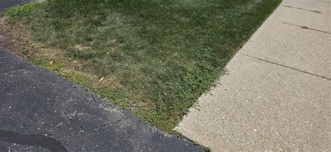 Why Weeds Keep Growing Along Your Driveway Sidewalk And Patio Edges
