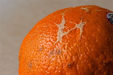 무료 이미지 식품 만다린 오렌지 클레멘 타인 생기게 하다 주황색 호박 감귤류 과일 칼 바자 육상 식물 탄젤로 등자 꽃 피는 식물 매크로 사진