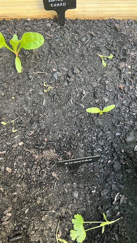 Can My Wilted Seedlings Recover Rvegetablegardening