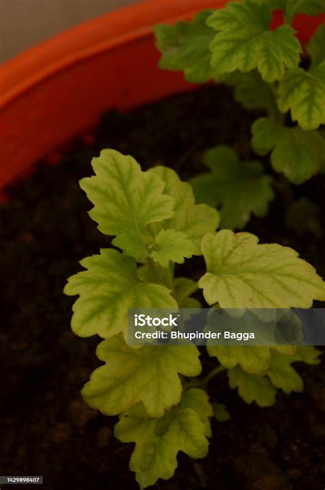 Chrysanthemum Plants Grown In A Pot The Leaves Of The Plants Showing