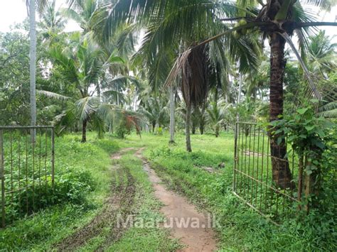 කොළඹ කුරුණෑගල ප්‍රධාන මාර්ගයට අක්කර 5ක පොල් වත්තක් විකිණීමට Kurunegala Kurunegala Sri Lanka