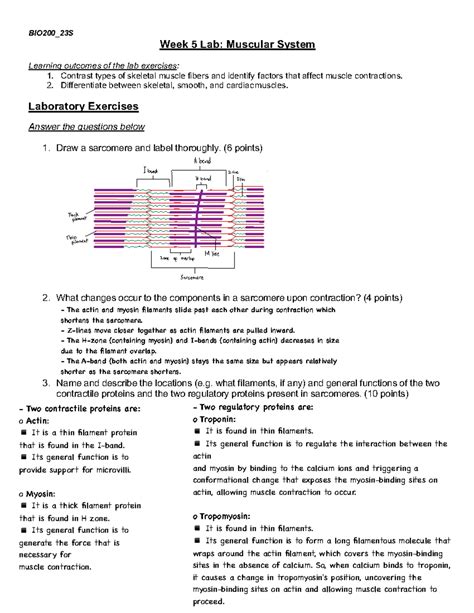 Week 5 Lab Muscular Practice Lab Bio 2 0023s Week 5 Lab Muscular