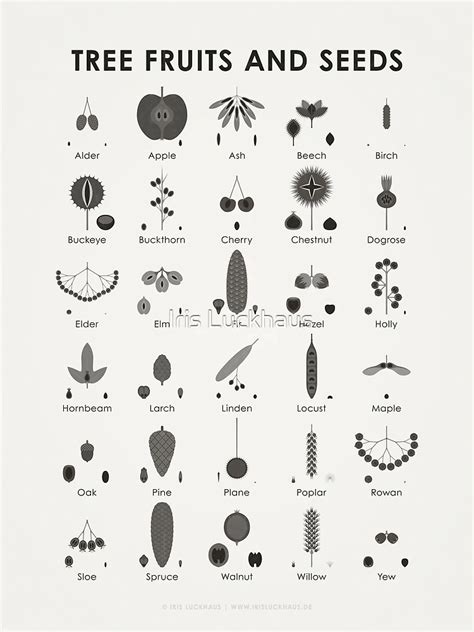 Tree Nut Identification Chart