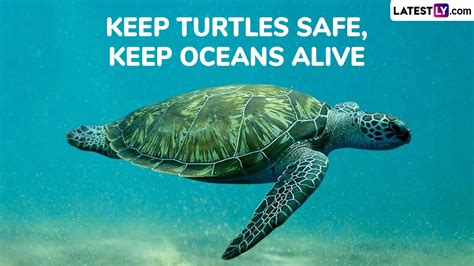 Keep Turtles Safe Keep Oceans Alive Protect The Shell World Turtle Day 2025 Quotes Slogans