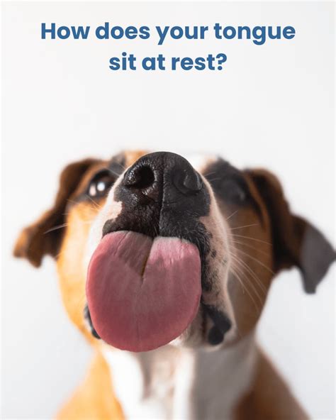 🦷 Tongue Position Key To Tmj Health 🦷 The Position Of Your Tongue At More Than Physio