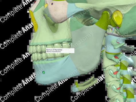 Ramus Of Mandible Left Complete Anatomy