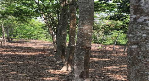 List Of Latex Trees History And Facts On Latex